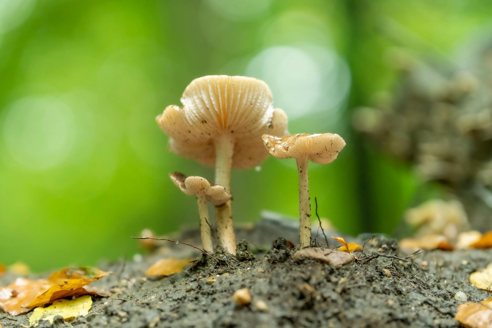 Environmental News 2026: Wildlife and Clean Energy Progress